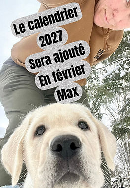 Élevage De Labrador | Elevage Ember Labs | Québec labrador redfox ...